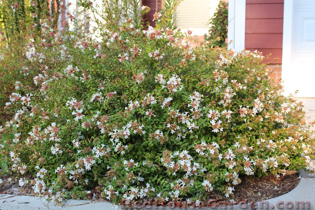David Bindas Garden: Ode to Abelia