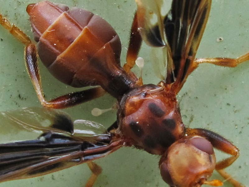 Blue Jay Barrens: Waved Light Fly