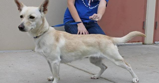 Corgi Great Dane Mix Temperament, Size, Lifespan, Adoption, Price