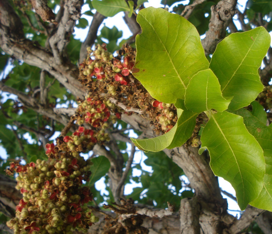 ALAM TUMBUHAN: KELUARGA SIMPUH / SIMPUHIA (Dilleniaceae family)