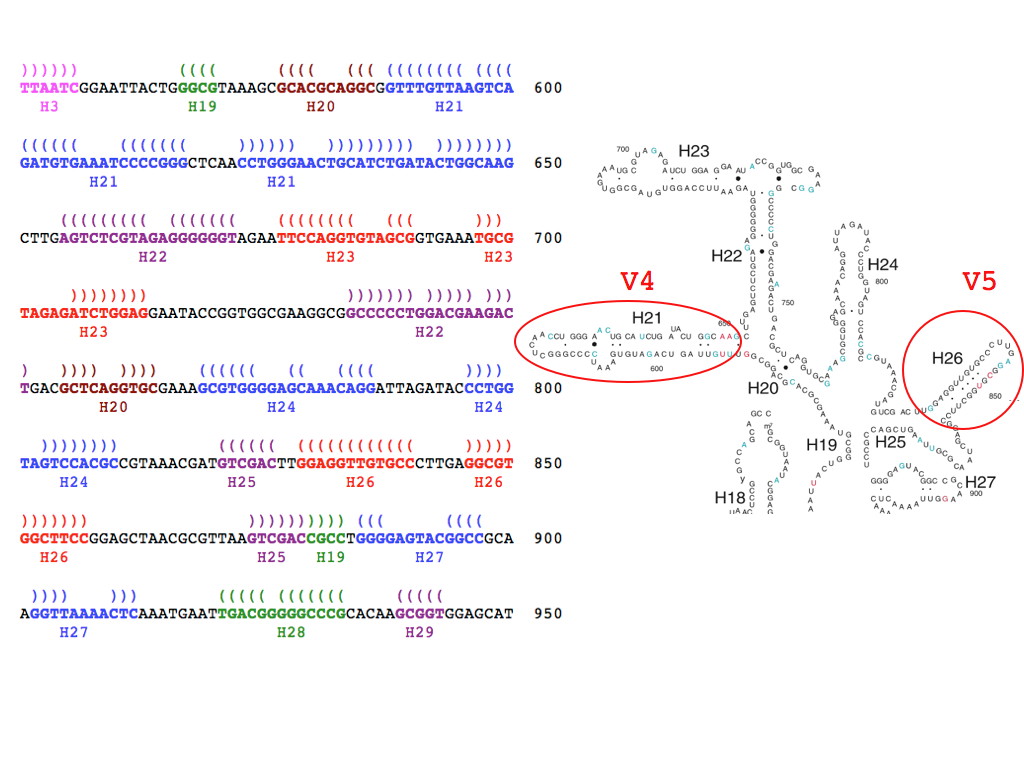 Python for Bioinformatics: Mapping 16S rRNA structure to sequence