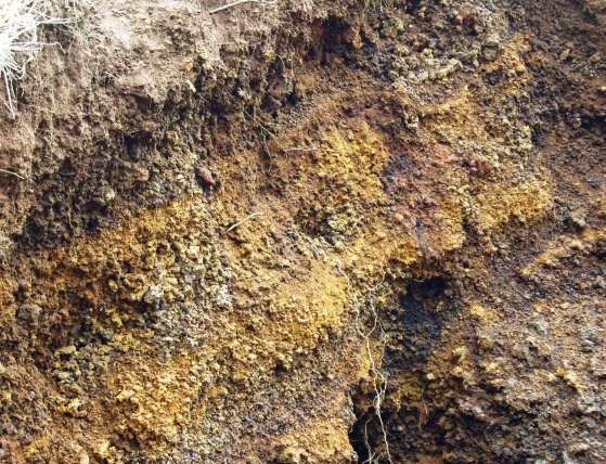 April Edition - Endopedon