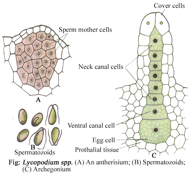 LYCOPODIUM - CLASSIFICATION, STRUCTURE OF SPOROPHYTE, REPRODUCTION ...