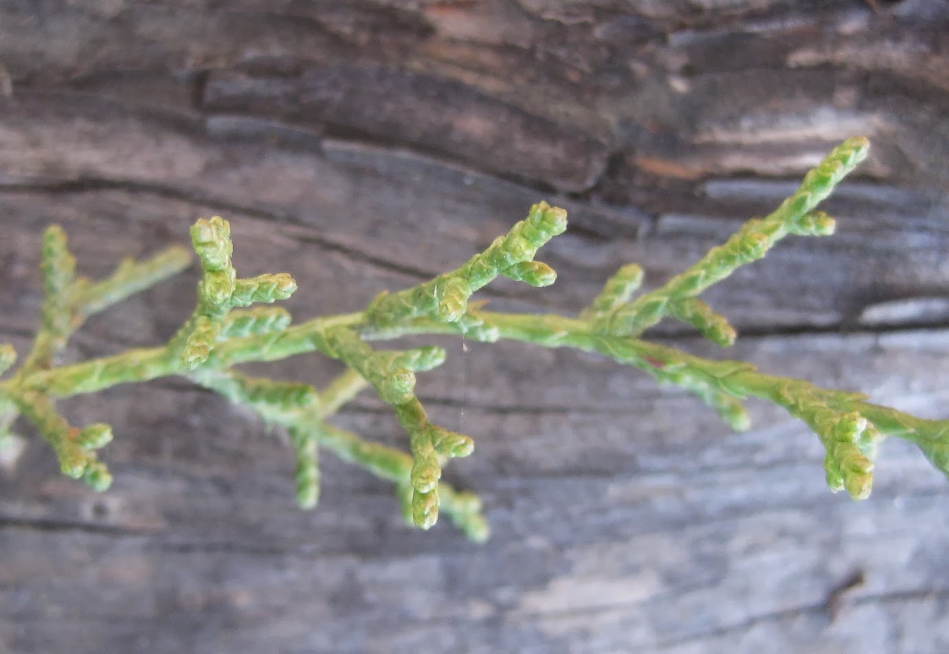 Trees of Santa Cruz County: Cupressus forbesii - Tecate Cypress