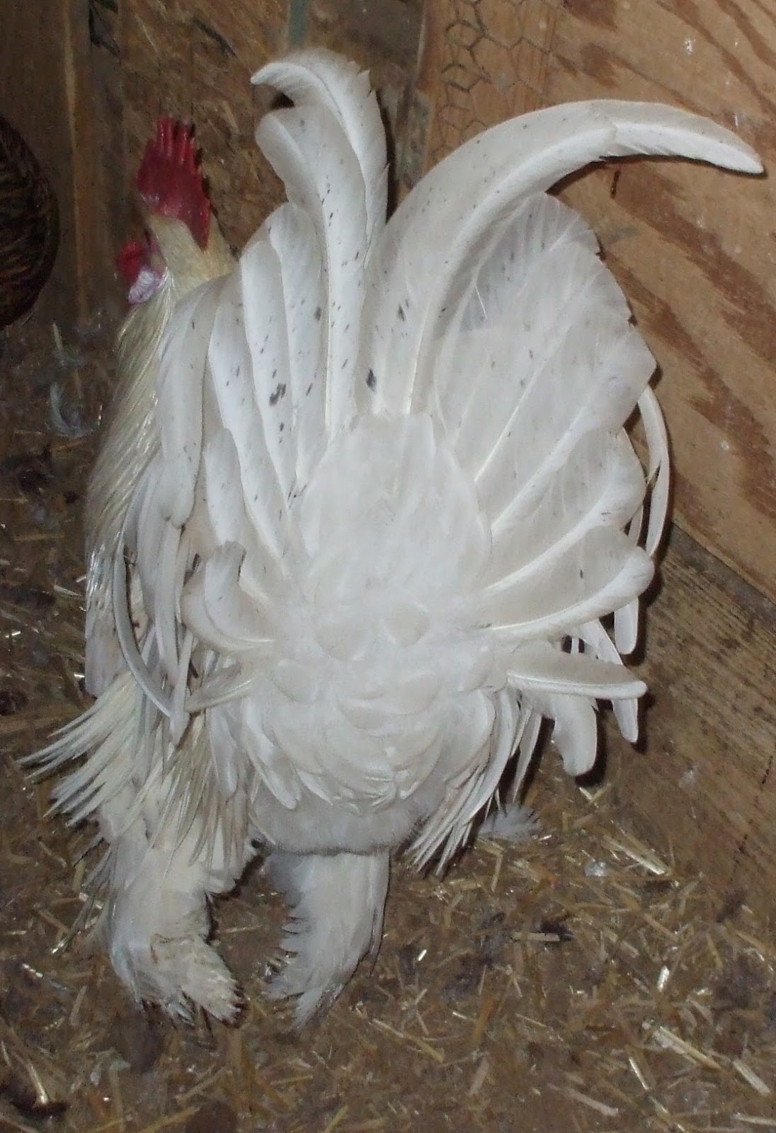BReeder: Fantailed Chickens
