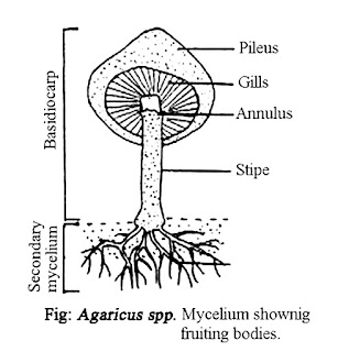 AGARICUS - CLASSIFICATION, VEGETATIVE STRUCTURE, REPRODUCTION, ECONOMIC ...