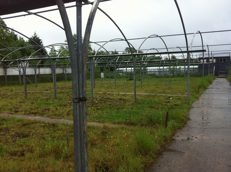 Total Polytunnels Limited: Old growing tunnel becomes new sheep tunnel