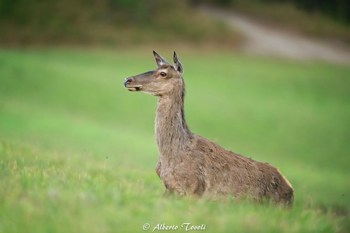 All'improvviso...una cerva