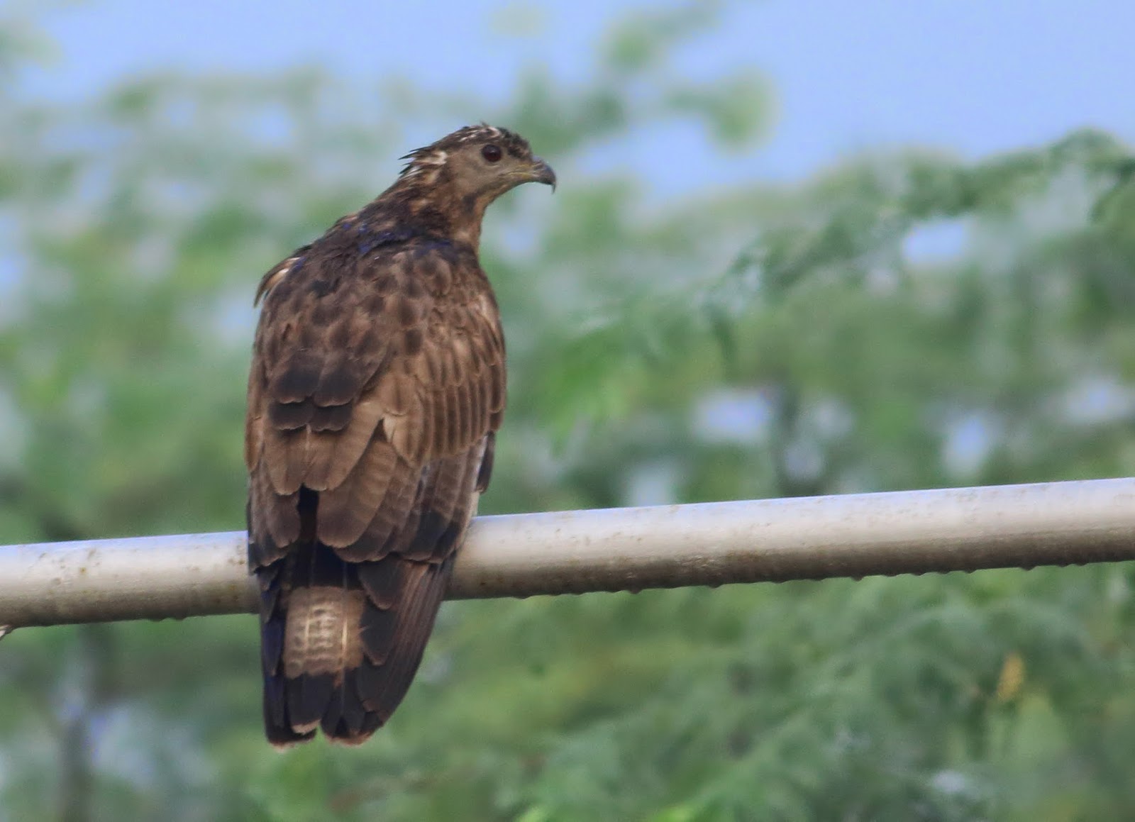 Lucknow Birds: Crested Honey Buzzard