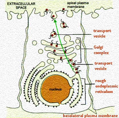 A Biologia da Célula: Complexo Golgiense