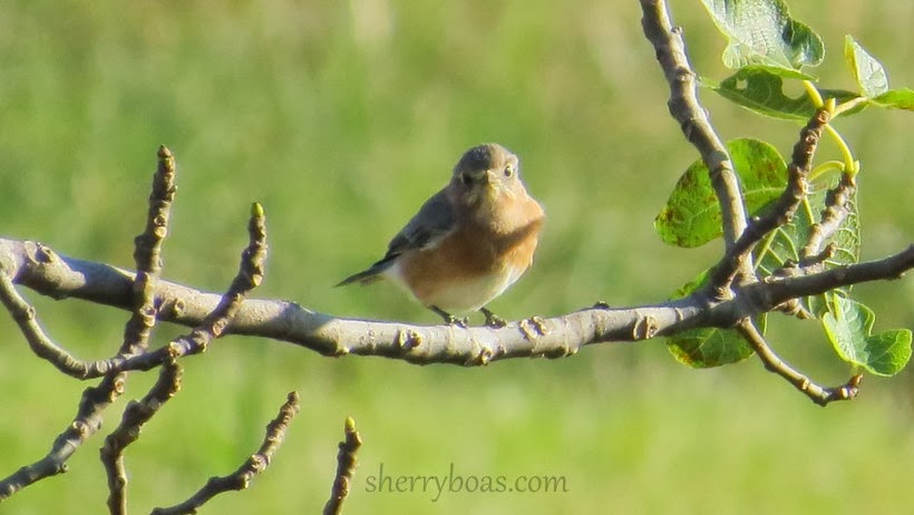 Simply Living: A flash of blue