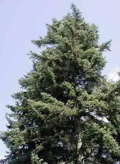 Abeto blanco (Abies alba)