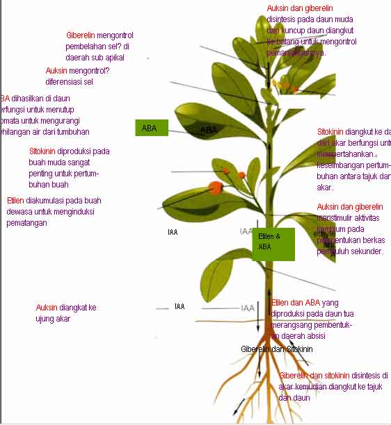 Hormon Pertumbuhan Tanaman - Perumperindo.co.id
