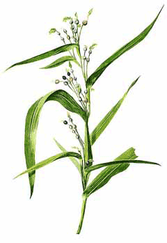 Flora de Puerto Rico Ilustrada Papo Vives: POACEAE COIX LACYMA JOBI