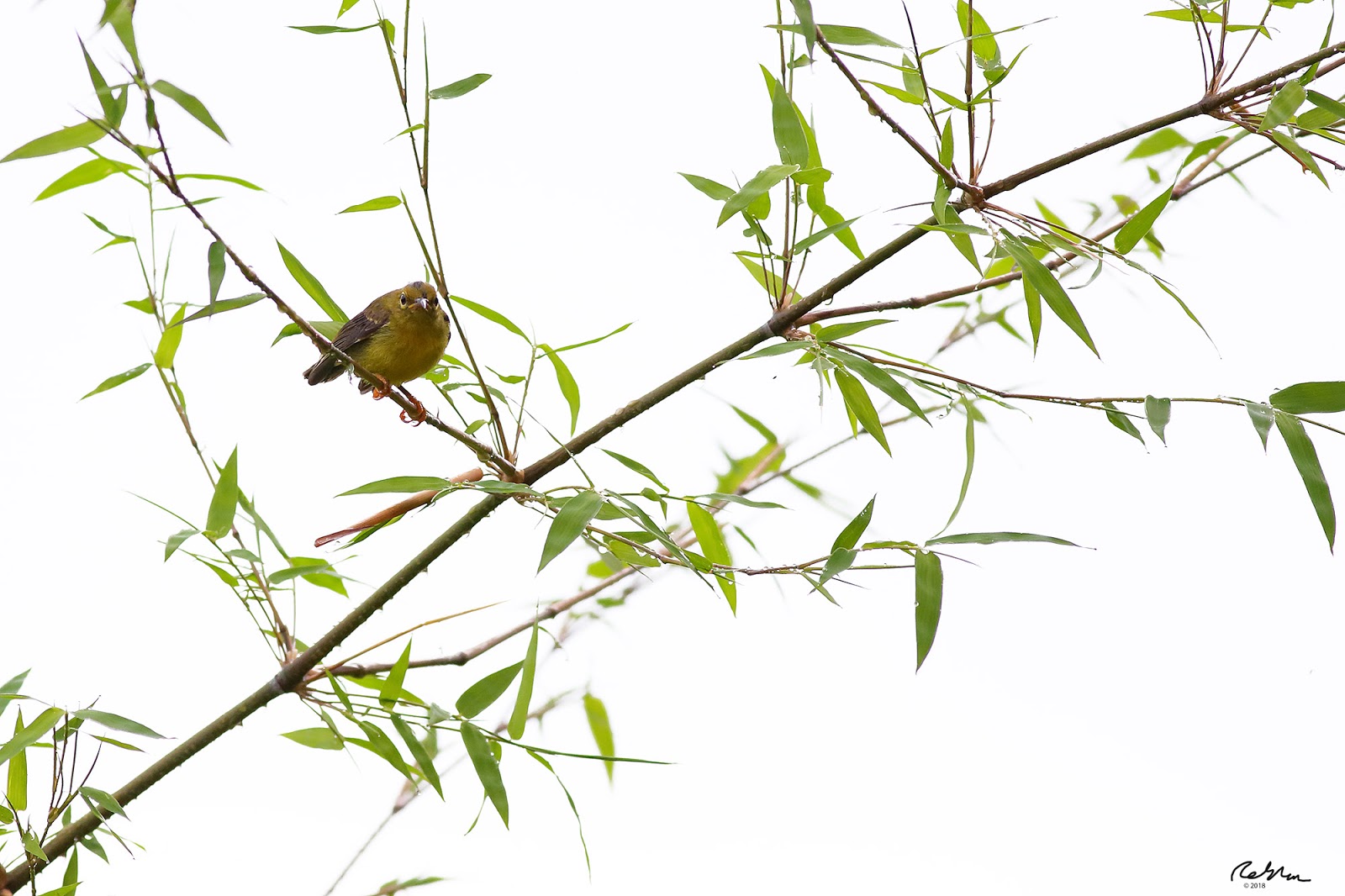 Birds and Nature Photography @ Raub: Birds on Bamboo - part 2