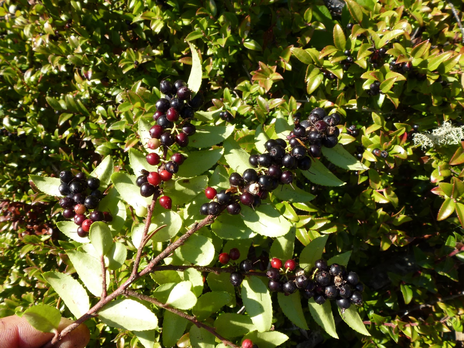 Wild Harvests: Evergreen Huckleberries