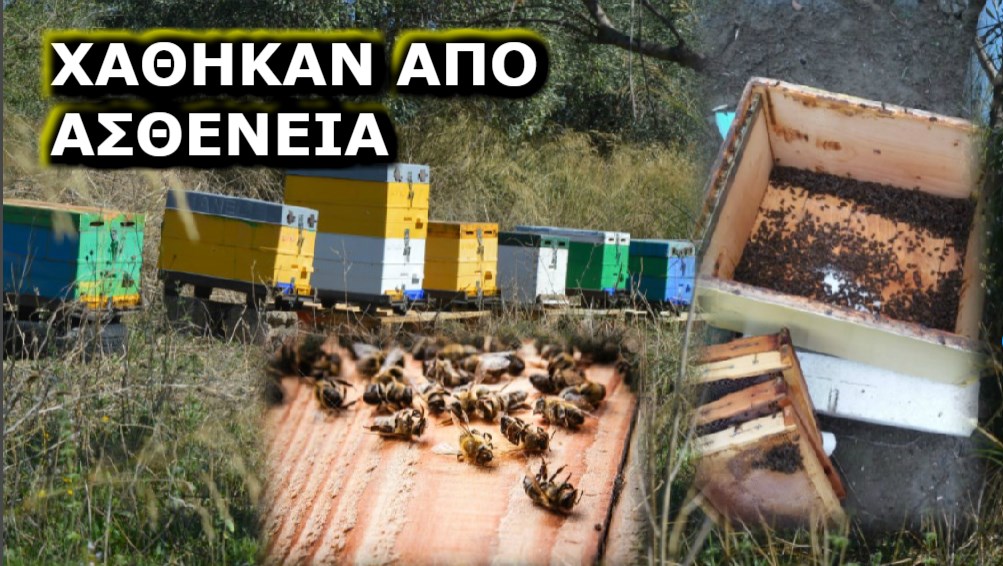 Πως έχασα τα μελίσσια μου