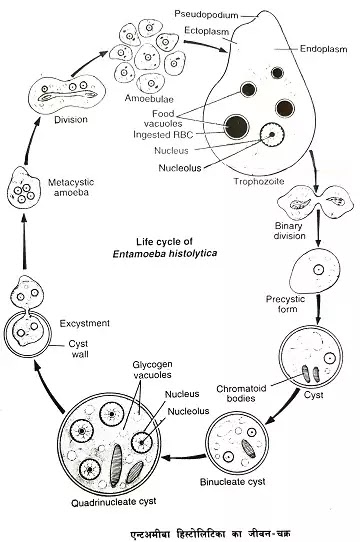 एन्टअमीबा हिस्टोलिटिका(Entamoeba histolytica) वर्गीकरण, संरचना, रोगजनन ...