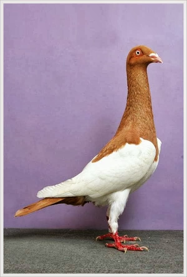 CooL PiGeons Breed - Musmech