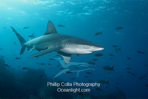 The Best Shark Dive in the World!: That corner in Wolf!