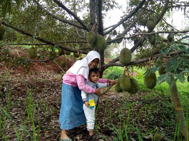 Kebun durian bawor, kebun durian siap Panen - Kavling Rumah Halal