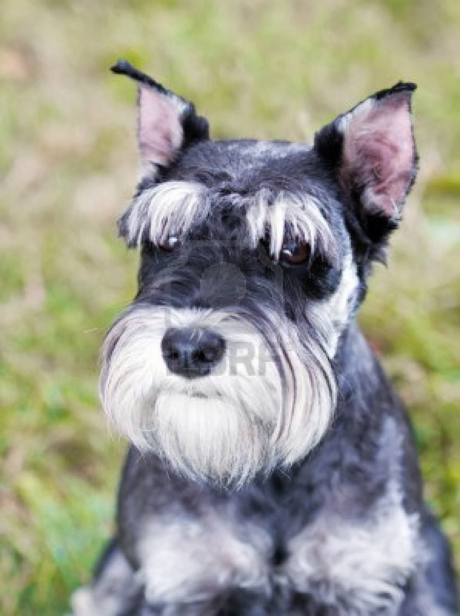 Miniature Schnauzer