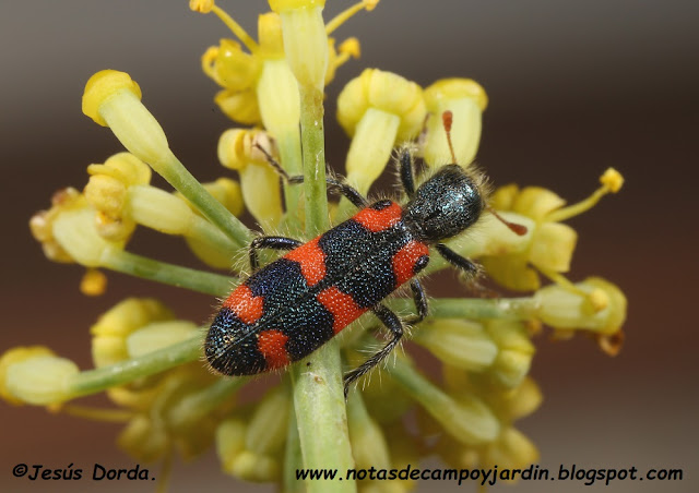 Notas de campo y jardín: Insectos en rojo y negro. Algunos de los ...