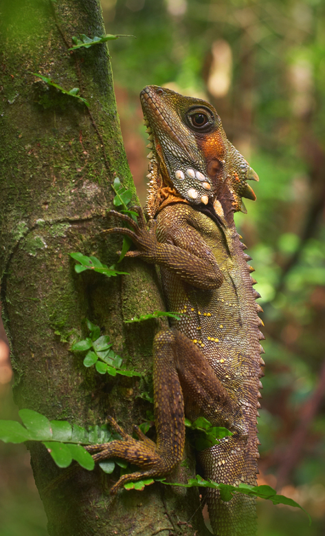 TVL: ANIMAL DA SEMANA - Dragão australiano