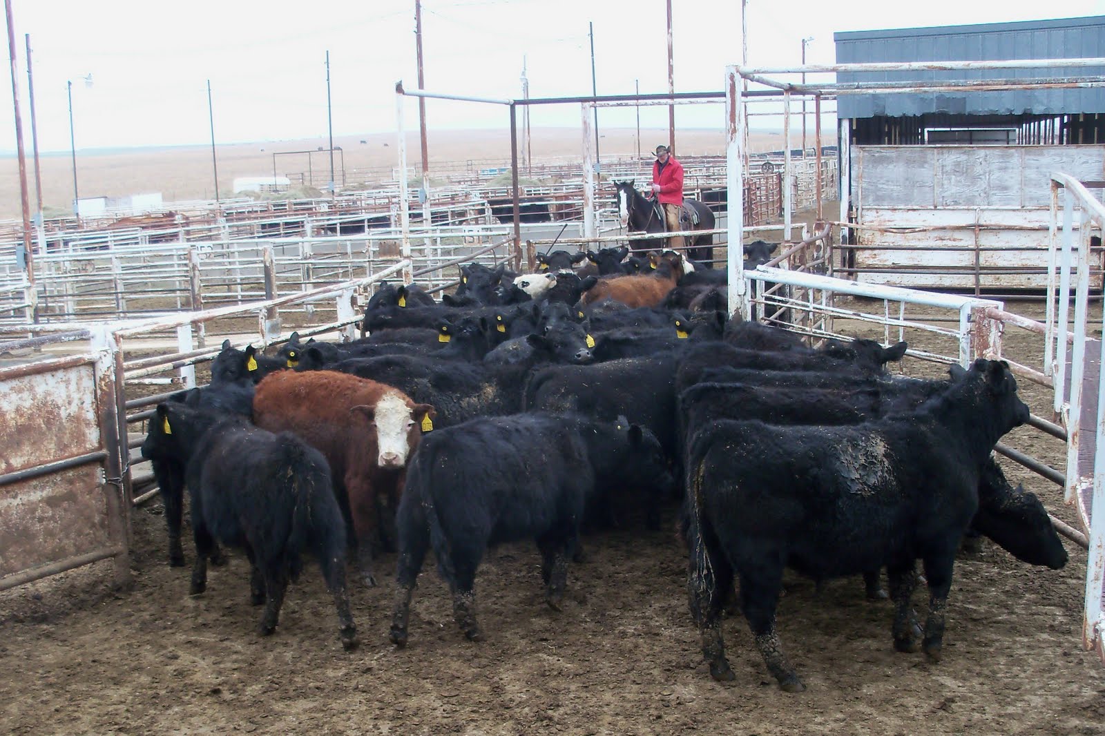 Kim's County Line: Aggie: The Cattle Wrangler