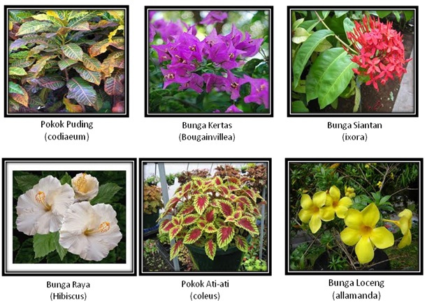 AMALI MINGGU 4 : PEMBIAKAN SECARA KERATAN BATANG