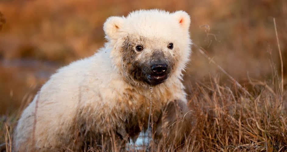 Un Mundo en Paz: El "gran hermano" de los osos polares