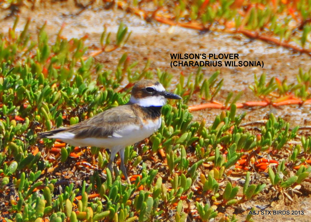 St. Croix, USVI: Birds - a Year of Observation : YOUR EXTENDED DESCRIPTION