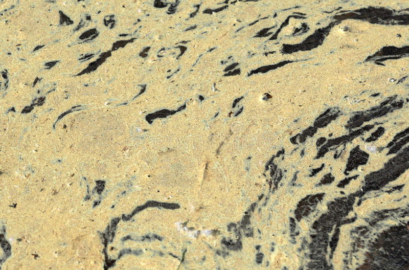 Biologia Al Instante: La Polinización y los Polinizadores