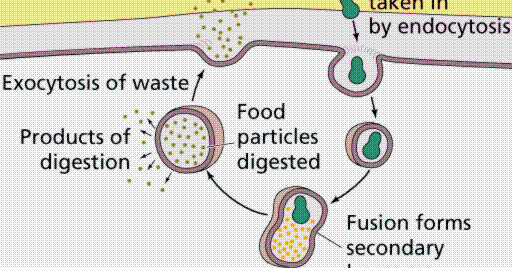 Plant Life: Vesicle-Mediated Transport