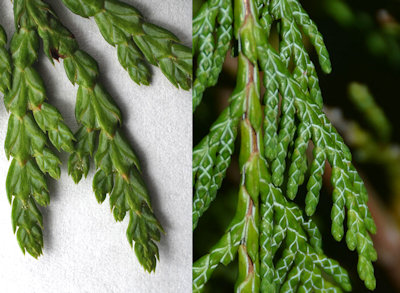 Northwest Conifer Connections: Stomatal Bloom