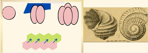 III - Segmentation ~ Espace biologie