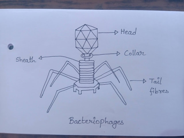 Dear Study: Bacteriophage Diagram Images | Pencil Diagram Of ...