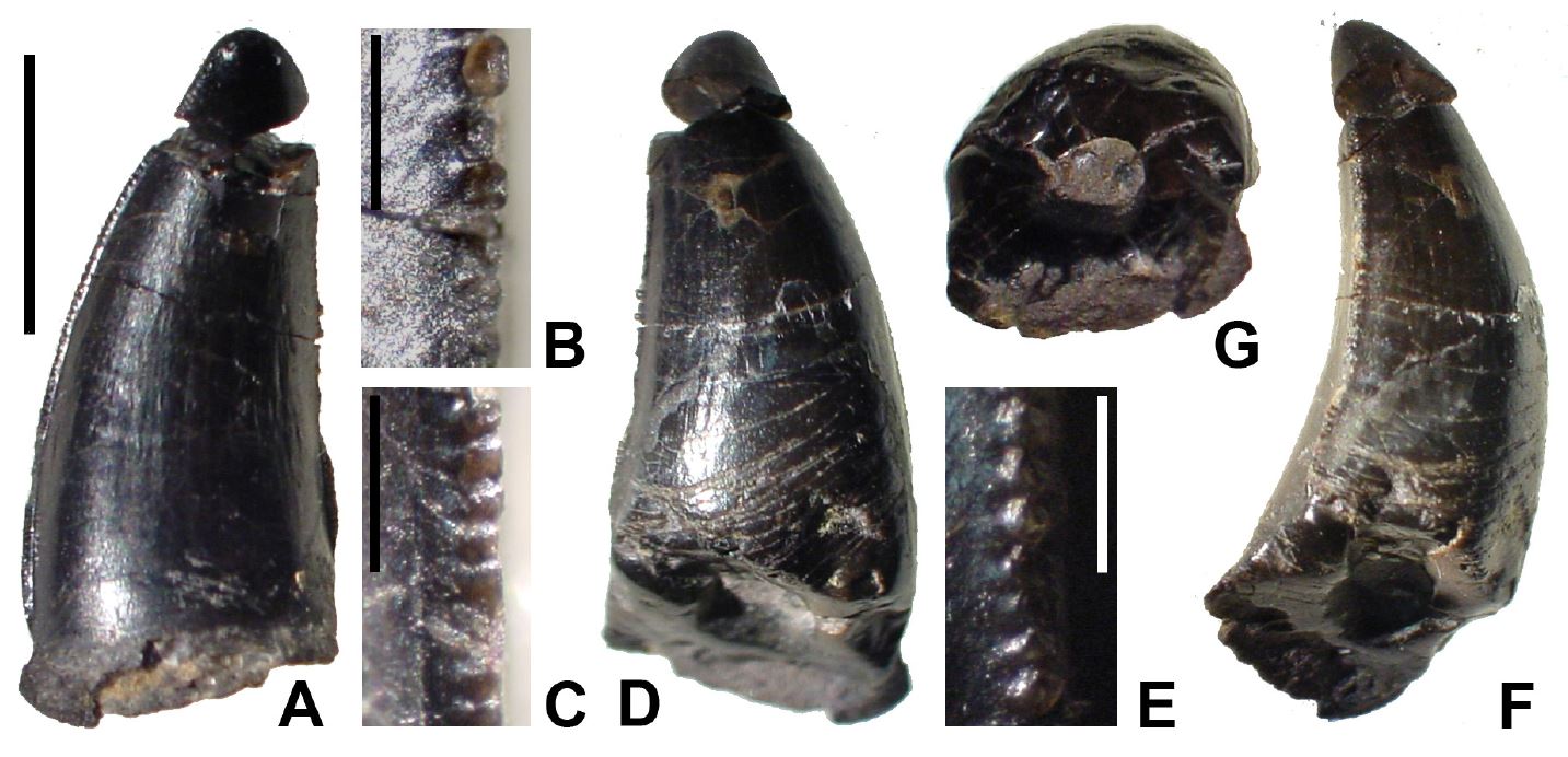 EL JOVE PALEONTÒLEG