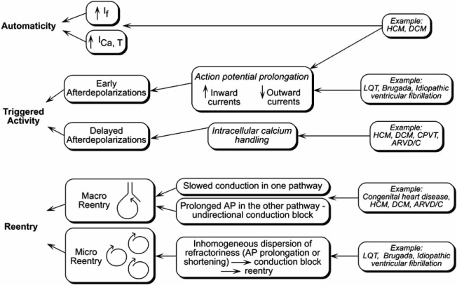 Dr Han Naung @ Henry Han : Electrophysiology and Heart Rhythm ...