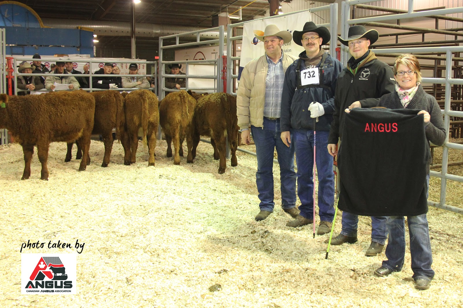 Canadian Angus Association Blog: Canadian Western Agribition Commercial ...