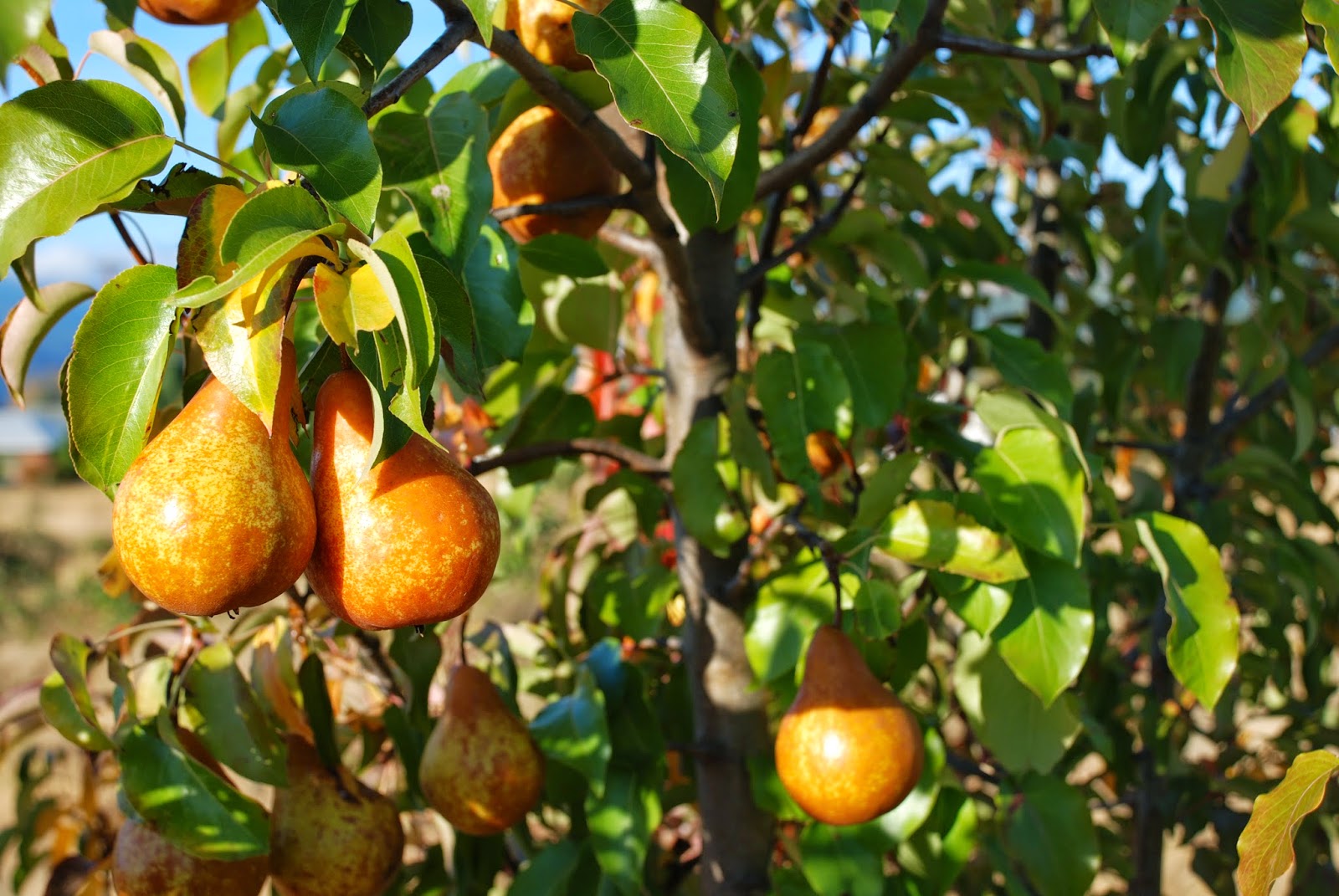 Nalls' Kitchen: Pears!!