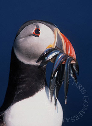 Stuart.: Chris Gomersall. Bird Photographer.