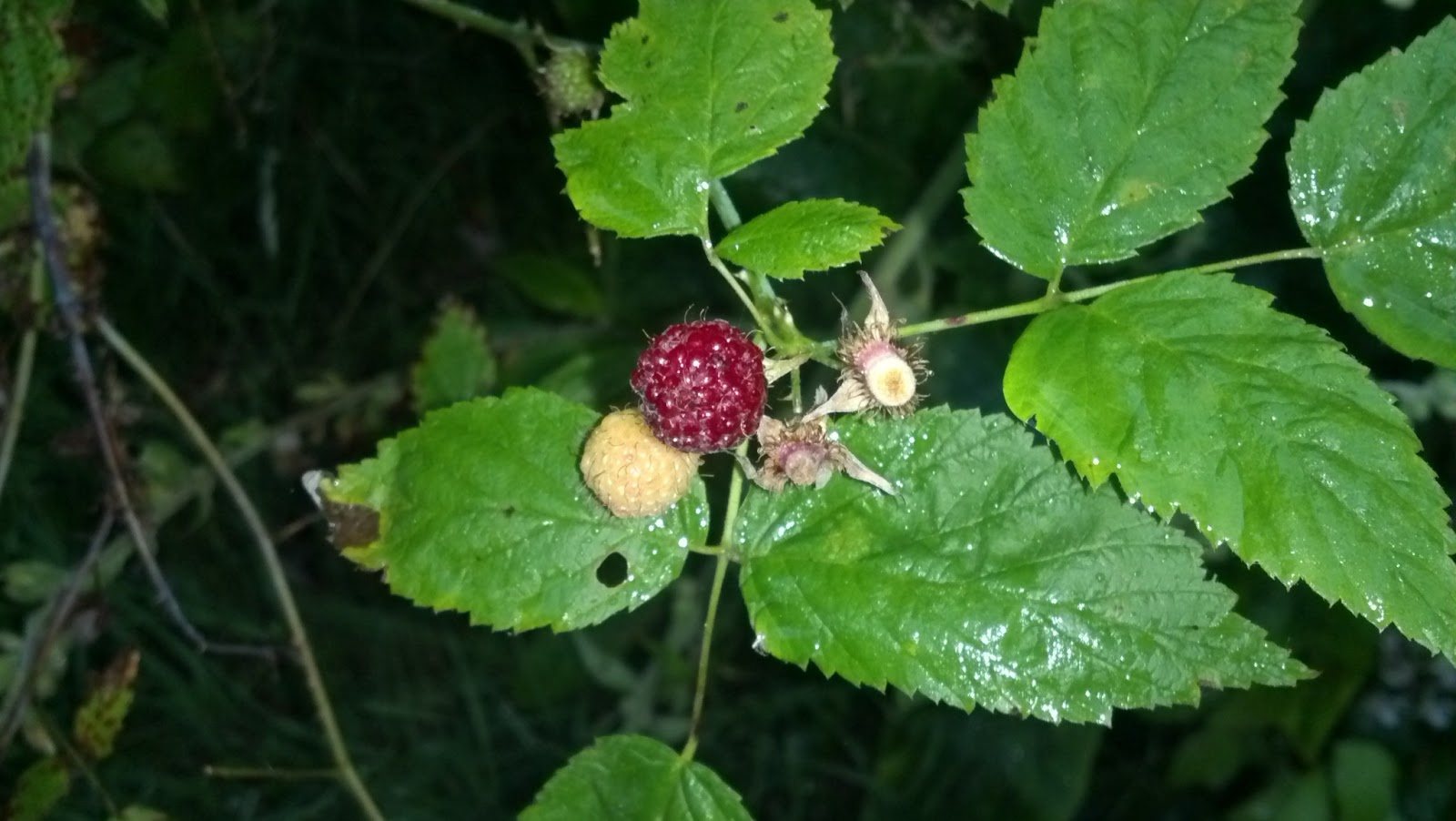 Northwest Foraging: Black Caps - Wild Raspberries