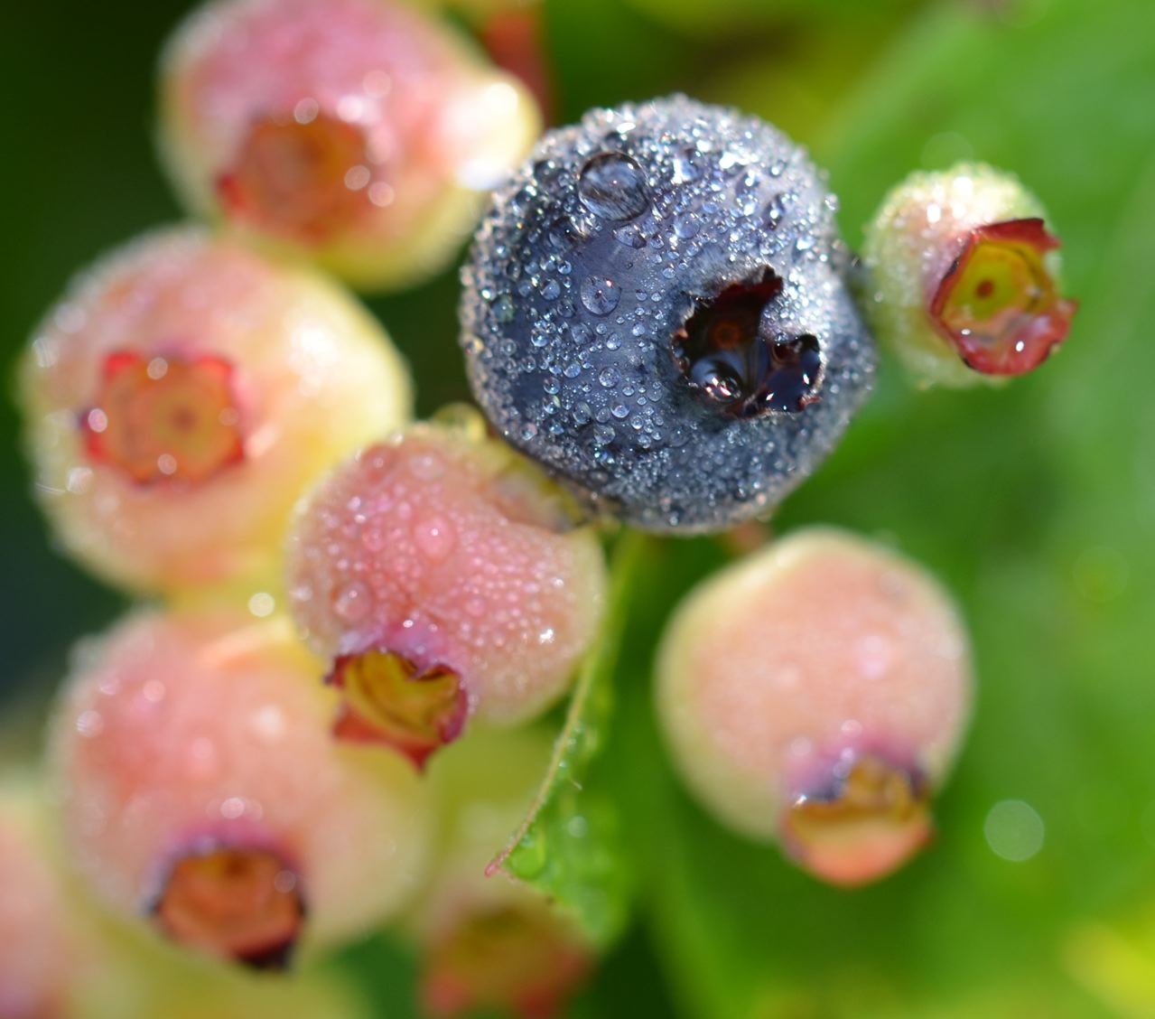Looking Back Wildly Native Highbush Blueberries Flowers to Fruit ...