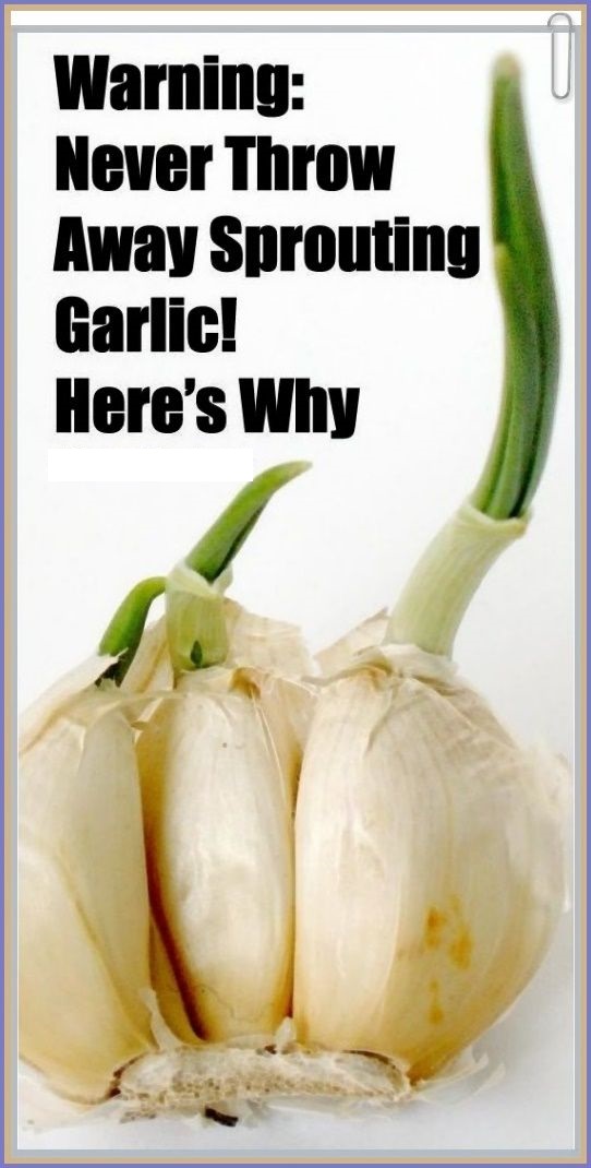 Warning: Never Throw Away Sprouting Garlic, Here’s Why - wellness days