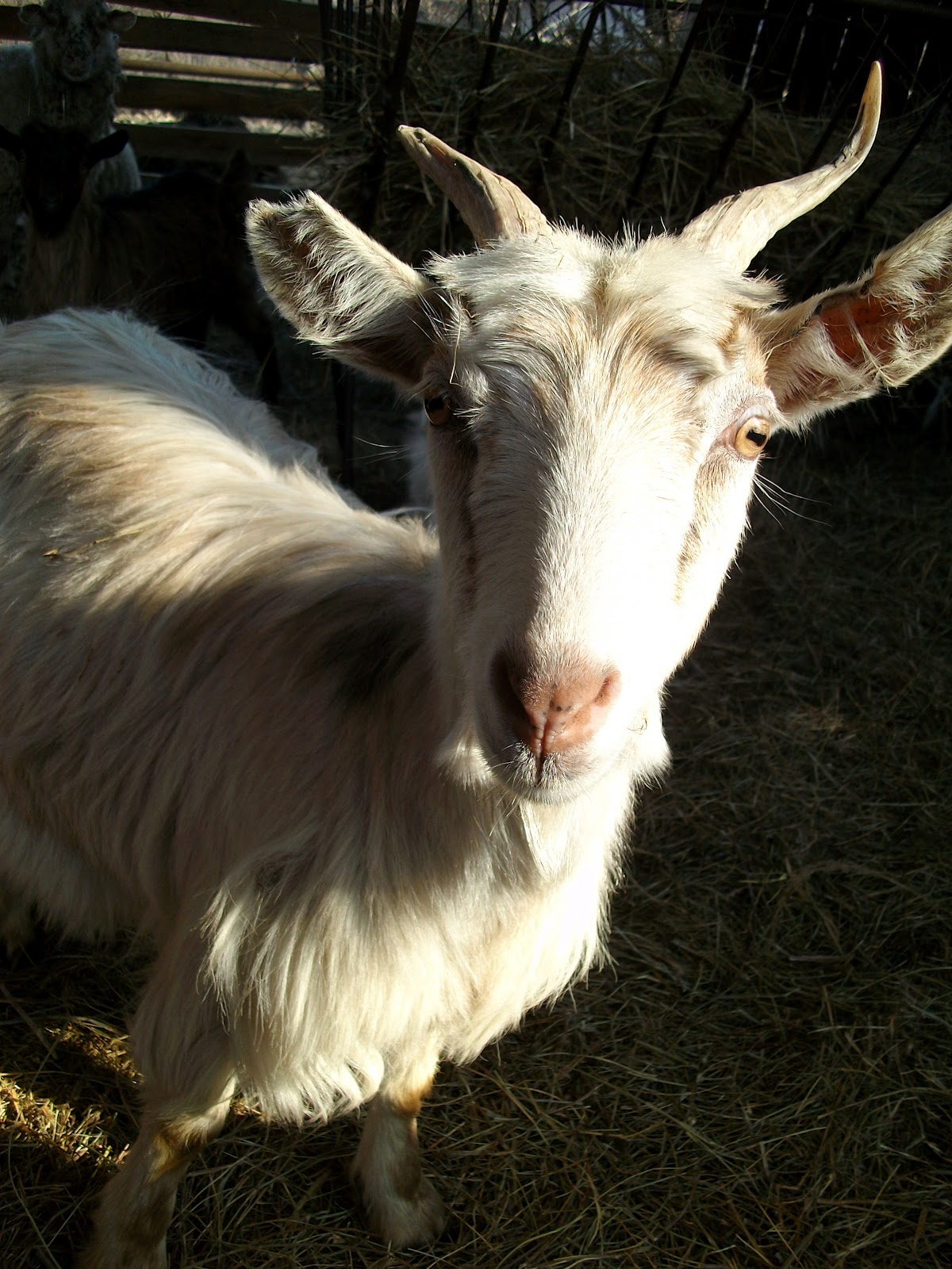 Dusa Ioan : Capra si iedul