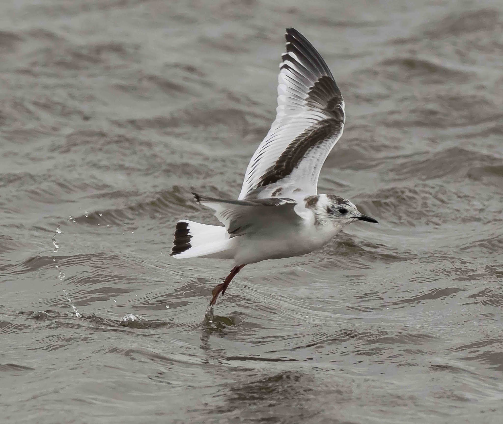 TropicBirdArt Blog from Holt: 2020