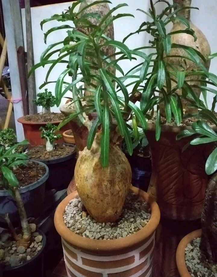 ADENIUM SOMALENSE - CRISPUM - NOVA TANZÂNIA