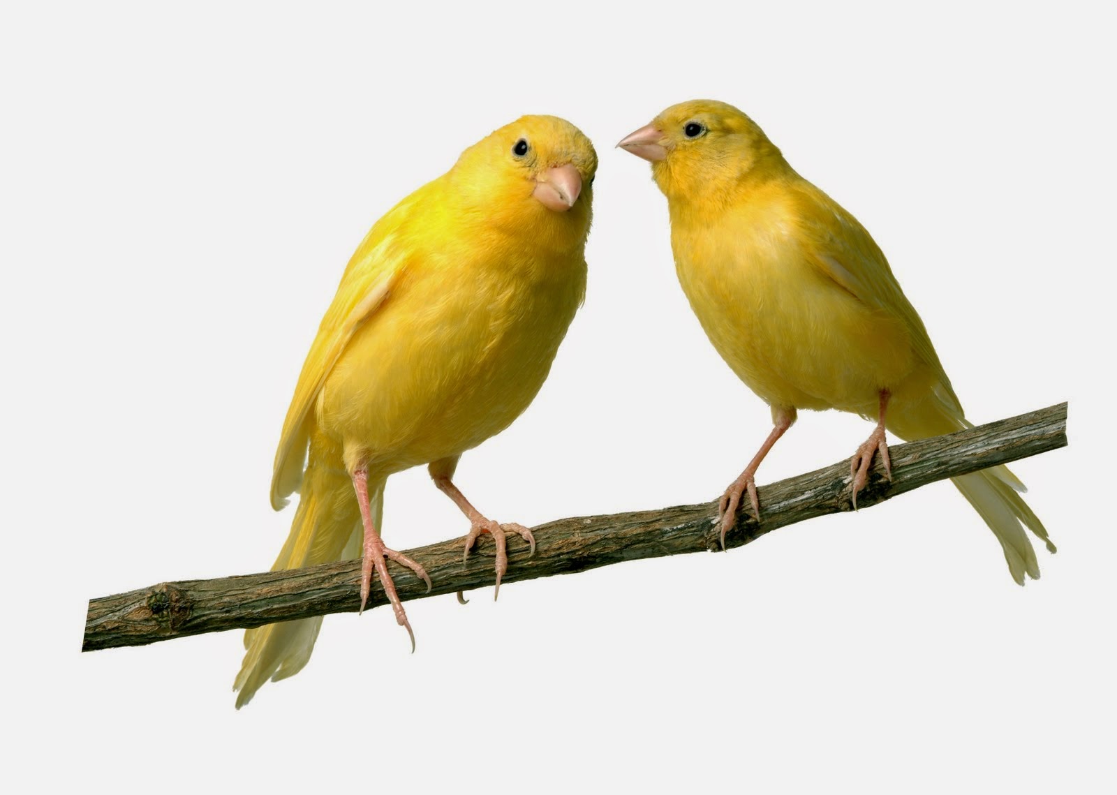 tercera persona: HERMOSOS FONDOS DE PAJAROS Feliz mes de Mayo