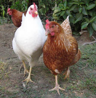 The Gossips of Rivertown: Chicken Law Redux